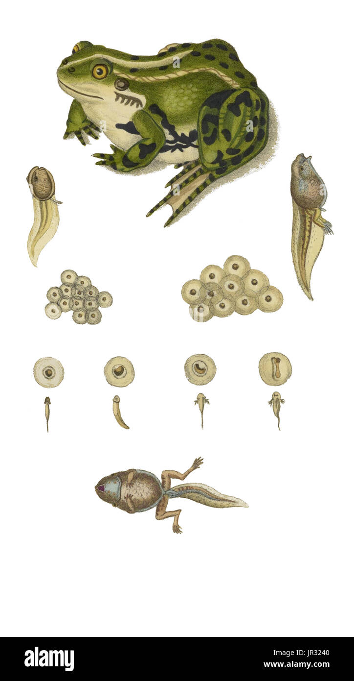 Edible Frog Development Stock Photo - Alamy