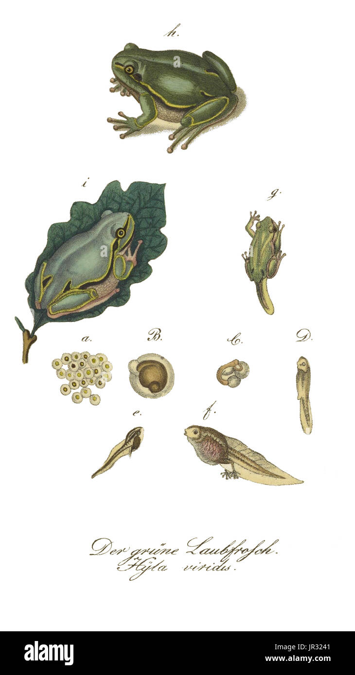 Green european Cut Out Stock Images & Pictures - Alamy