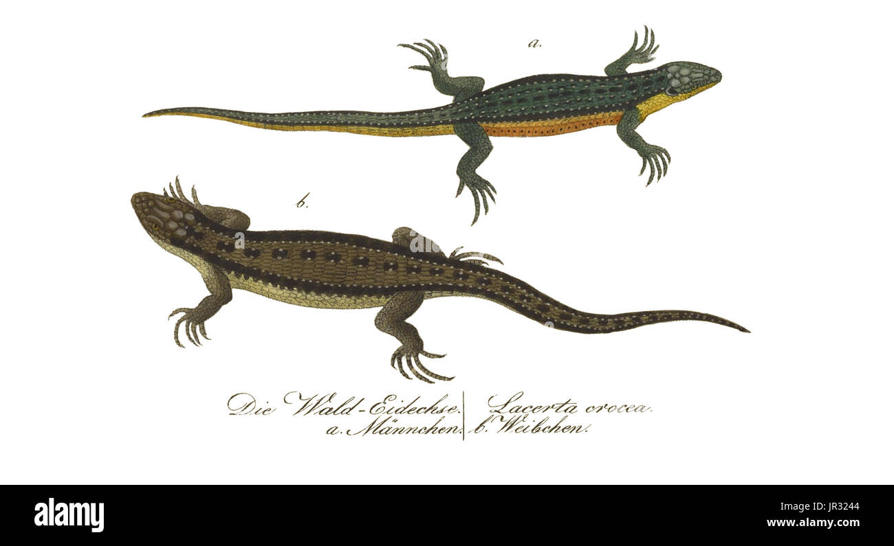 Common or Viviparous Lizards Stock Photo - Alamy