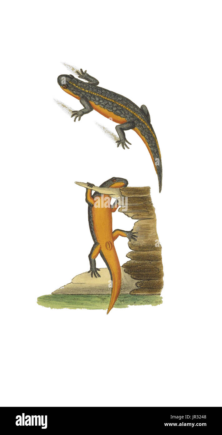 Illustration of newt hi-res stock photography and images - Alamy