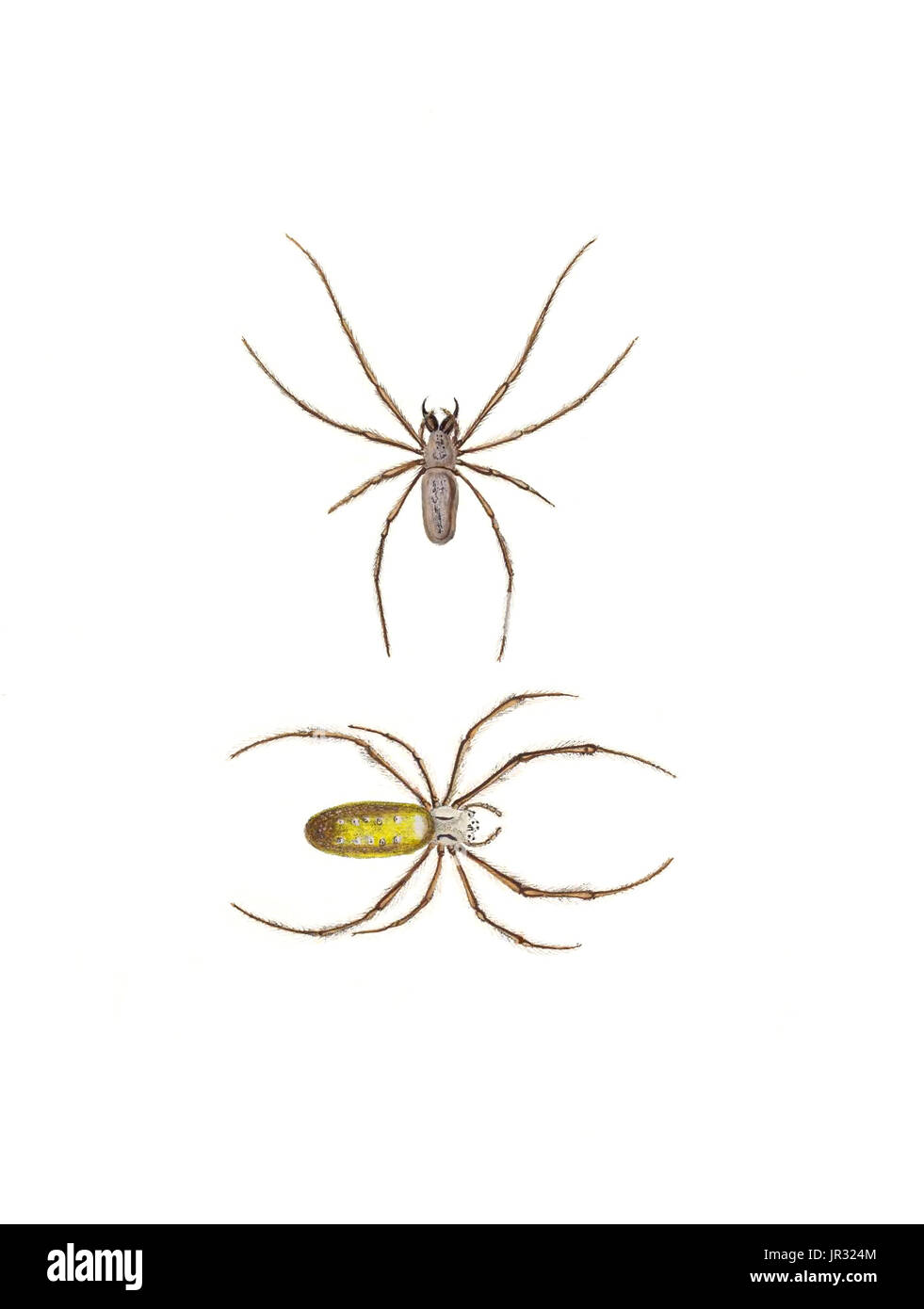 Spider female male Cut Out Stock Images & Pictures - Alamy