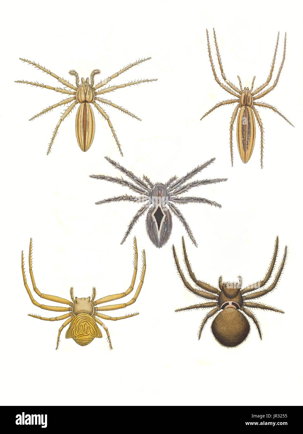 Five different species hi-res stock photography and images - Alamy