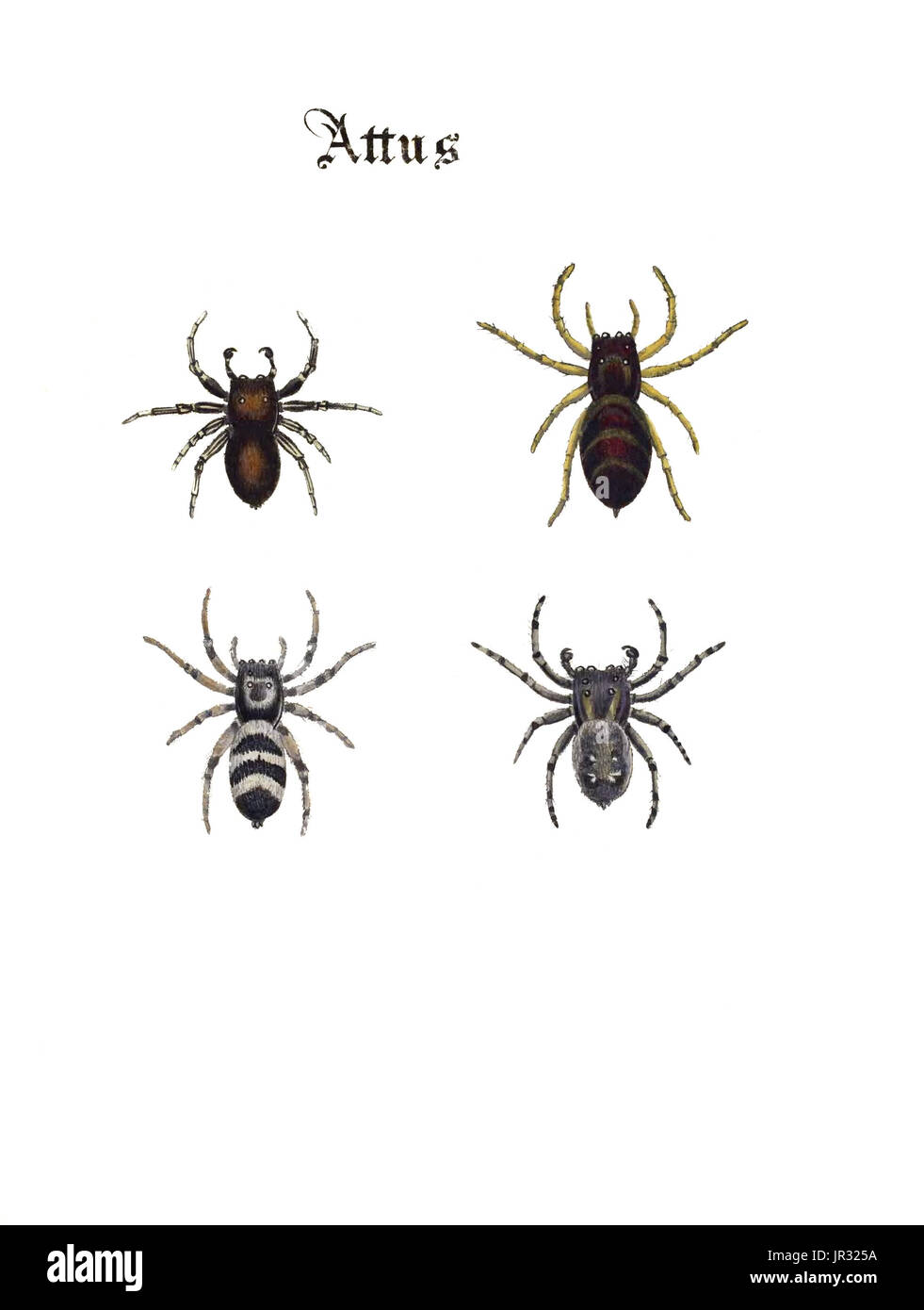 Attus cordicalis hi-res stock photography and images - Alamy