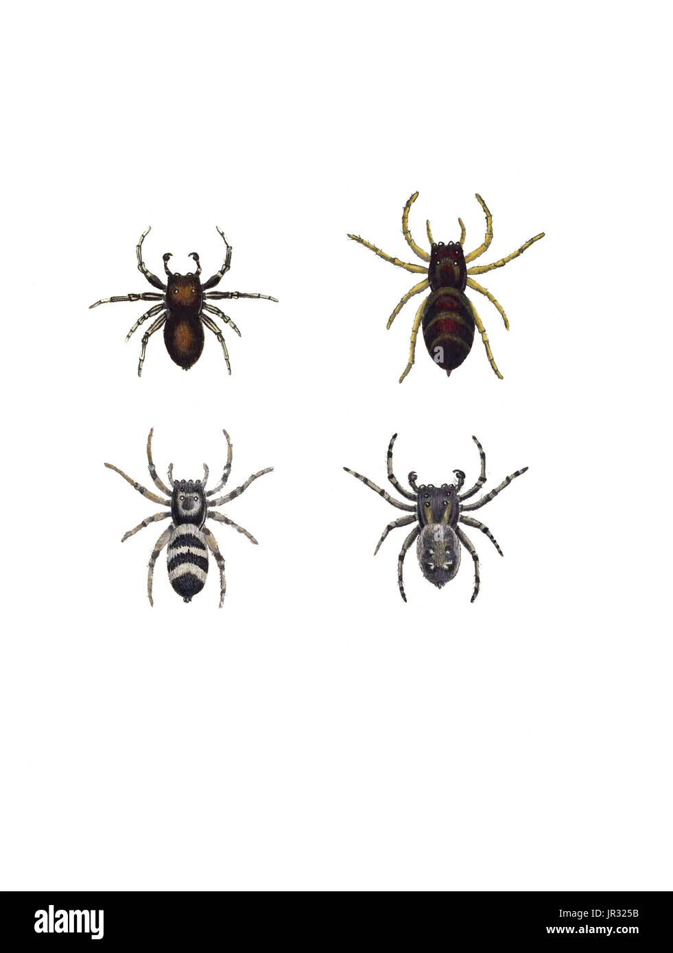 Heliophanus species hi-res stock photography and images - Alamy