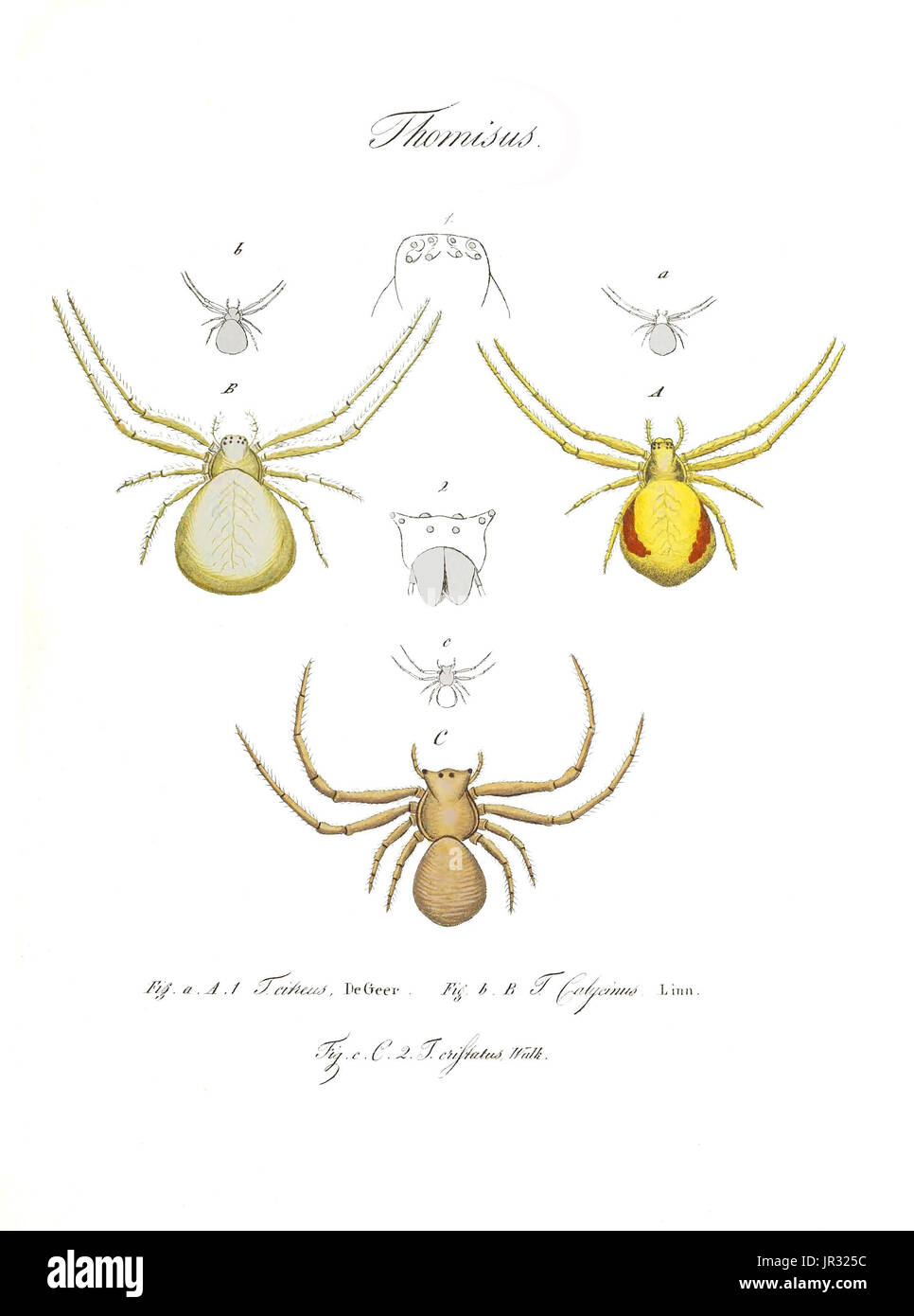 Spiders anatomy hi-res stock photography and images - Alamy