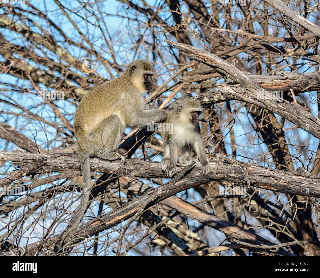 vervet Monkeys grooming in Southern African savanna Stock Photo - Alamy