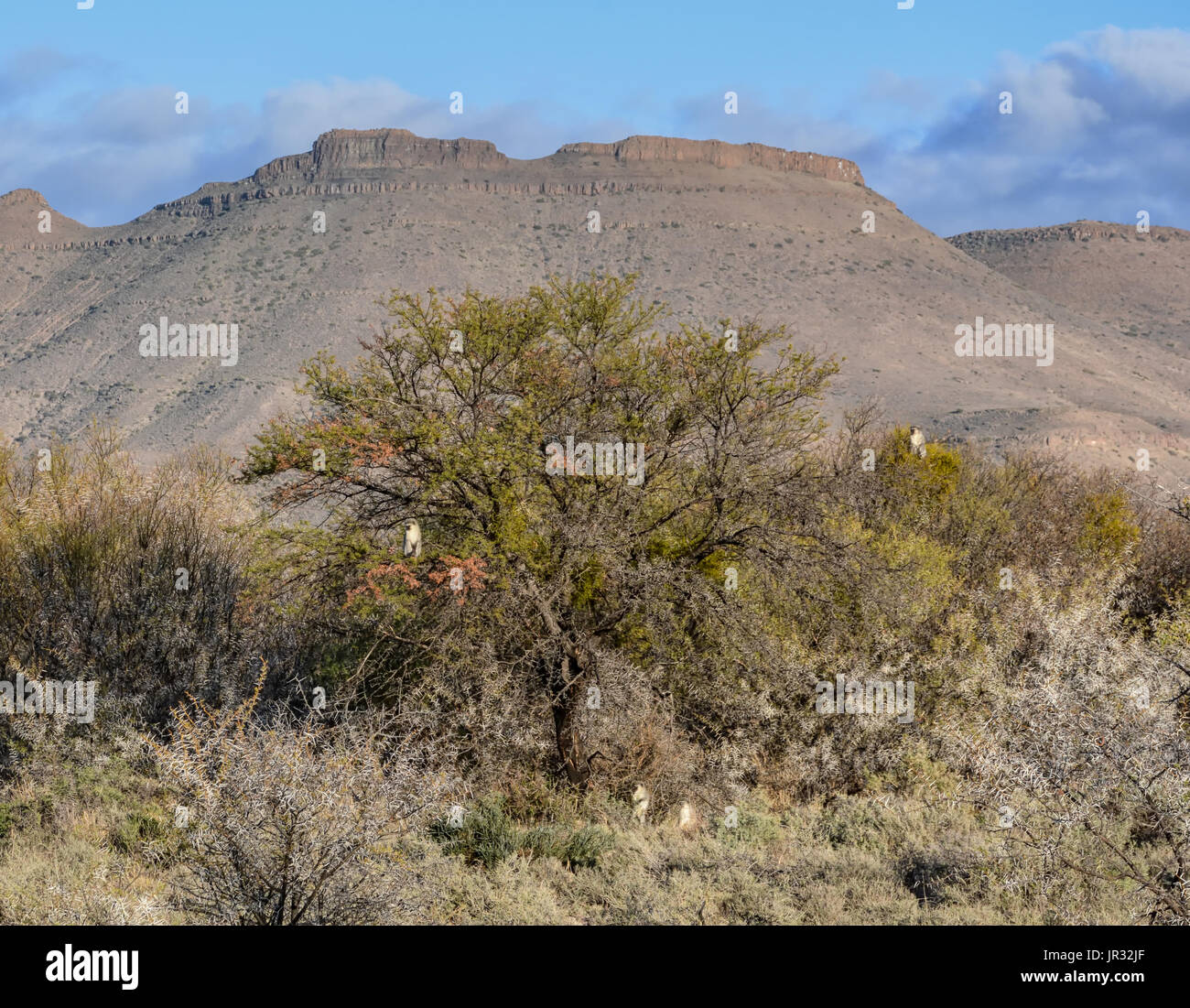Vervet Monkeys sitting in a tree in Southern African savanna Stock ...