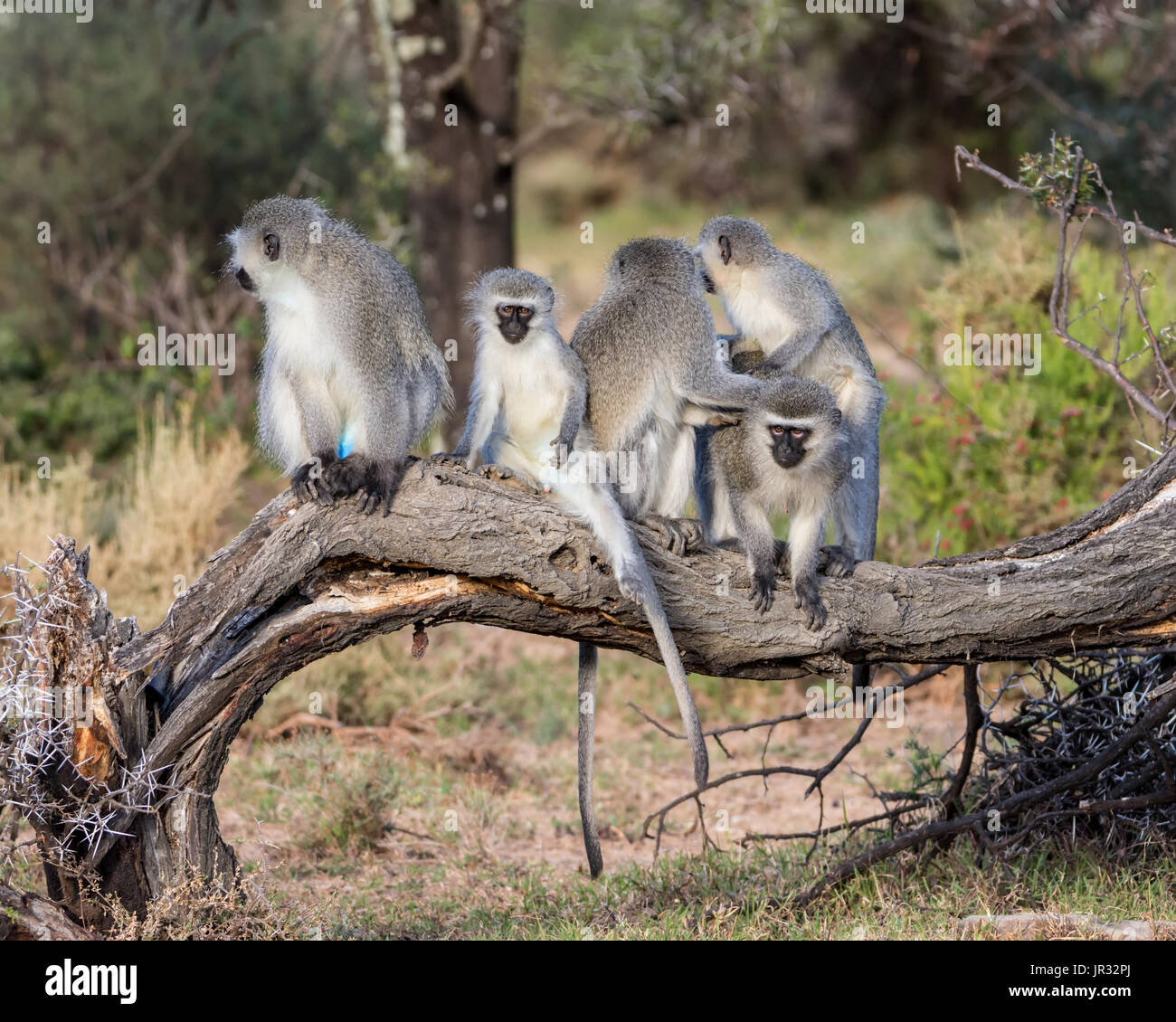 vervet Monkeys grooming in Southern African savanna Stock Photo - Alamy