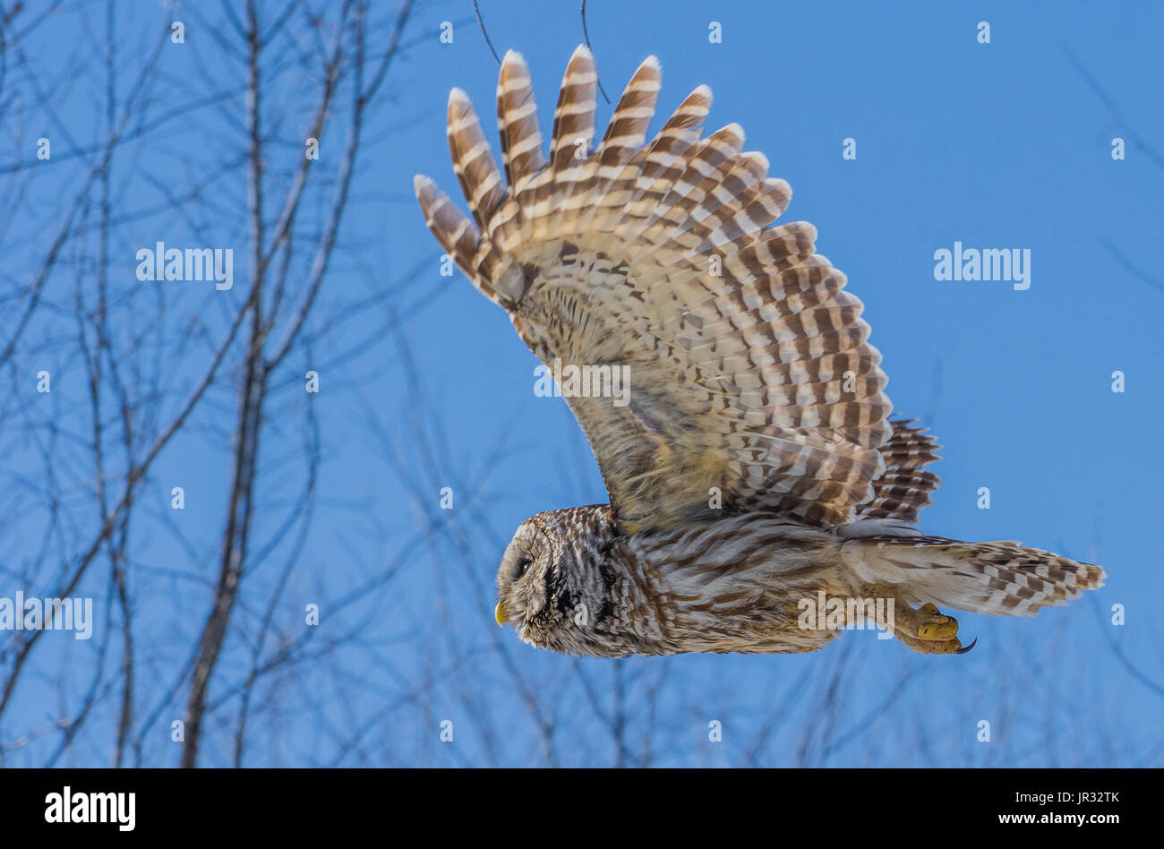 Barred owl in flight hi-res stock photography and images - Alamy