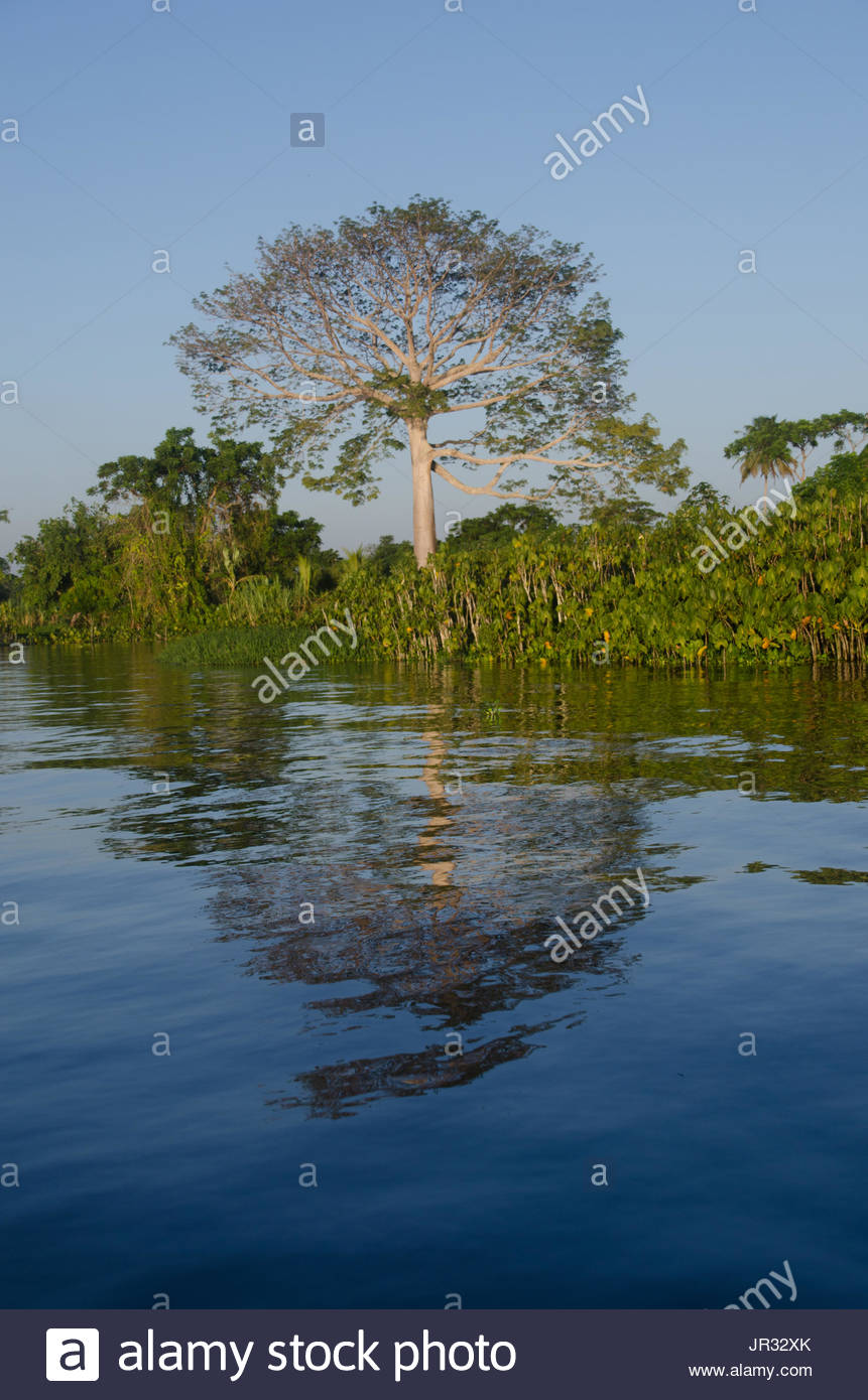 Orinoco River High Resolution Stock Photography and Images - Alamy