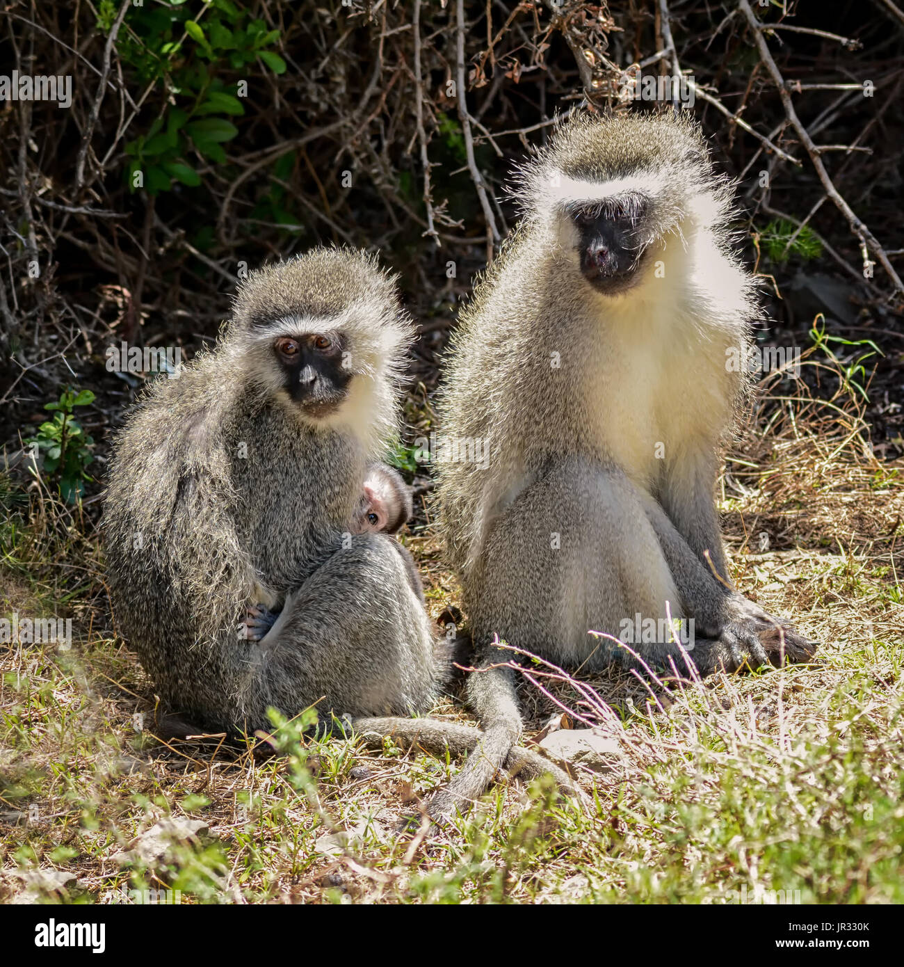 Vervet Monkeys with a baby sitting in Southern African savanna Stock ...