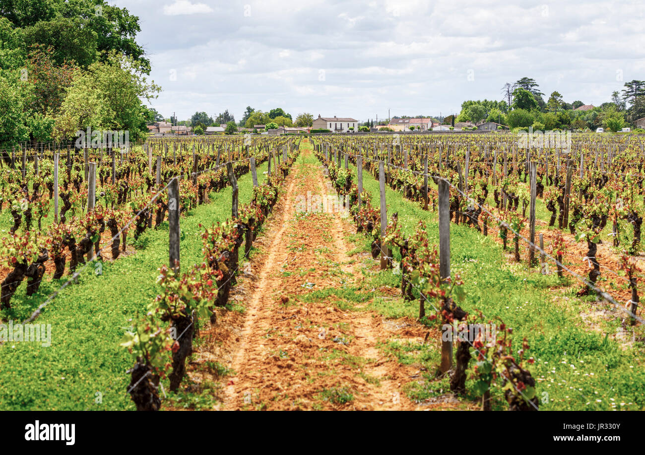 Vineyard at Chateau de Myrat wine estate, Sauternes appellation, Barsac ...