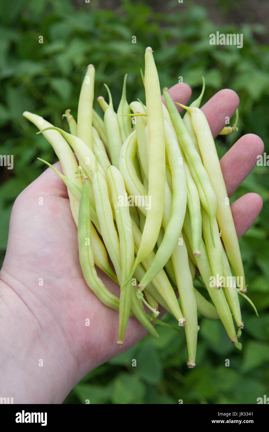 Snap beans hi-res stock photography and images - Alamy