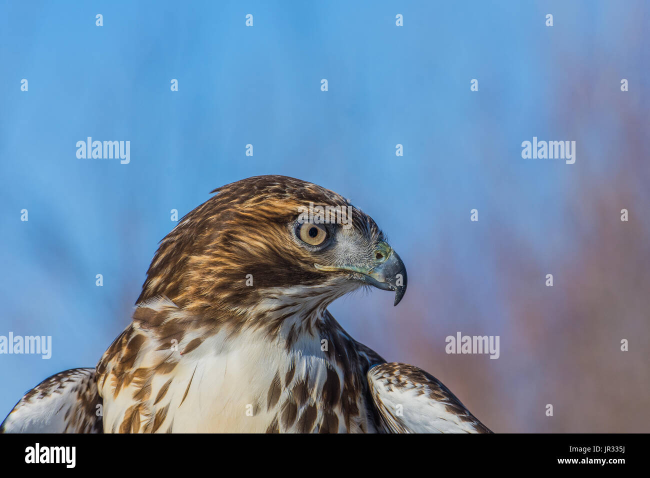 Red-tailed hawk portrait Stock Photo - Alamy