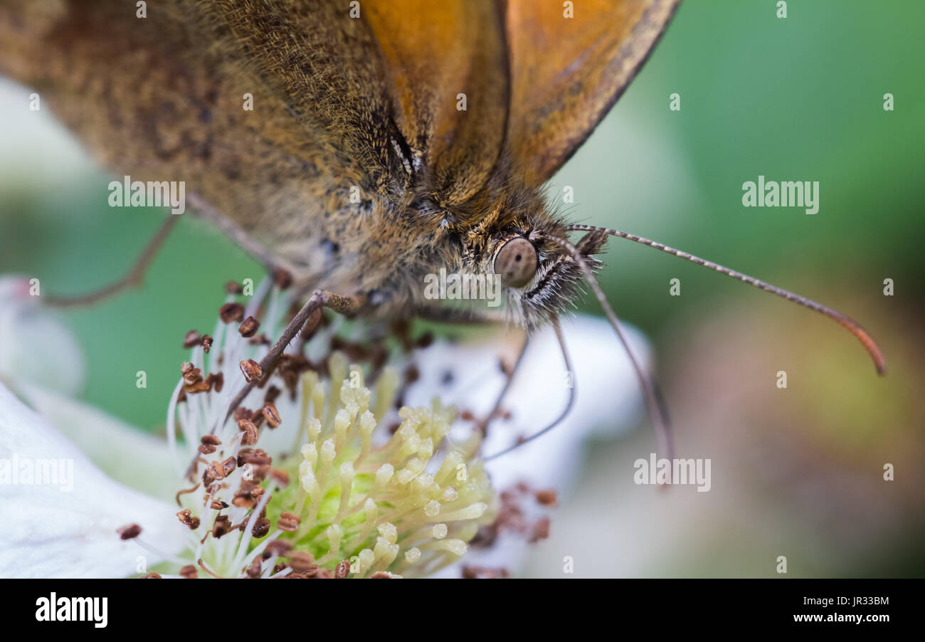 Gatekeeper Butterfly, Pyronia tithonus Stock Photo - Alamy