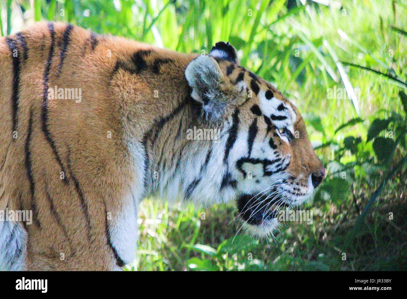 Tiger stare staring aggressive close up staring hi-res stock ...