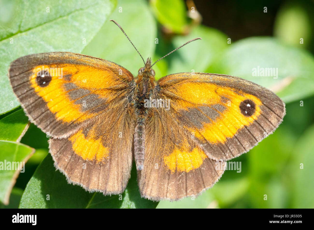 Gatekeeper Butterfly, Pyronia tithonus Stock Photo - Alamy