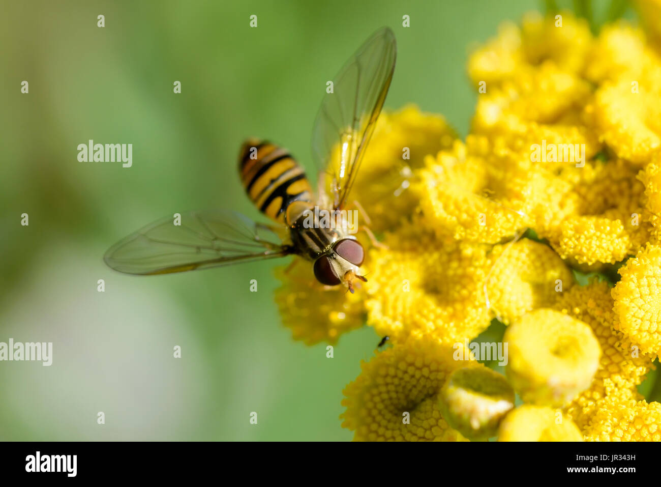 Episyrphus balteatus, also known as Marmalade hoverfly on a yellow ...