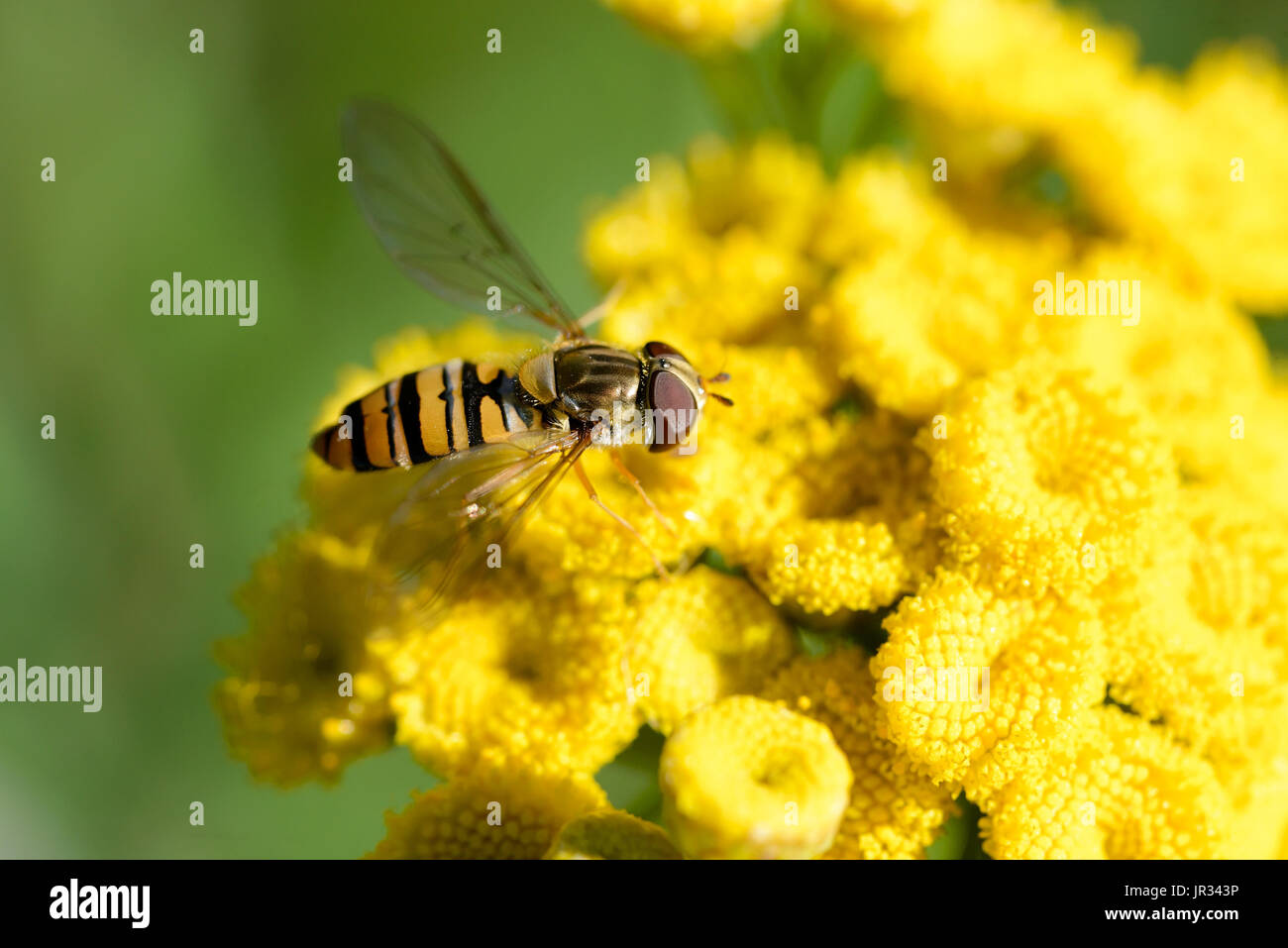 Episyrphus balteatus, also known as Marmalade hoverfly on a yellow ...