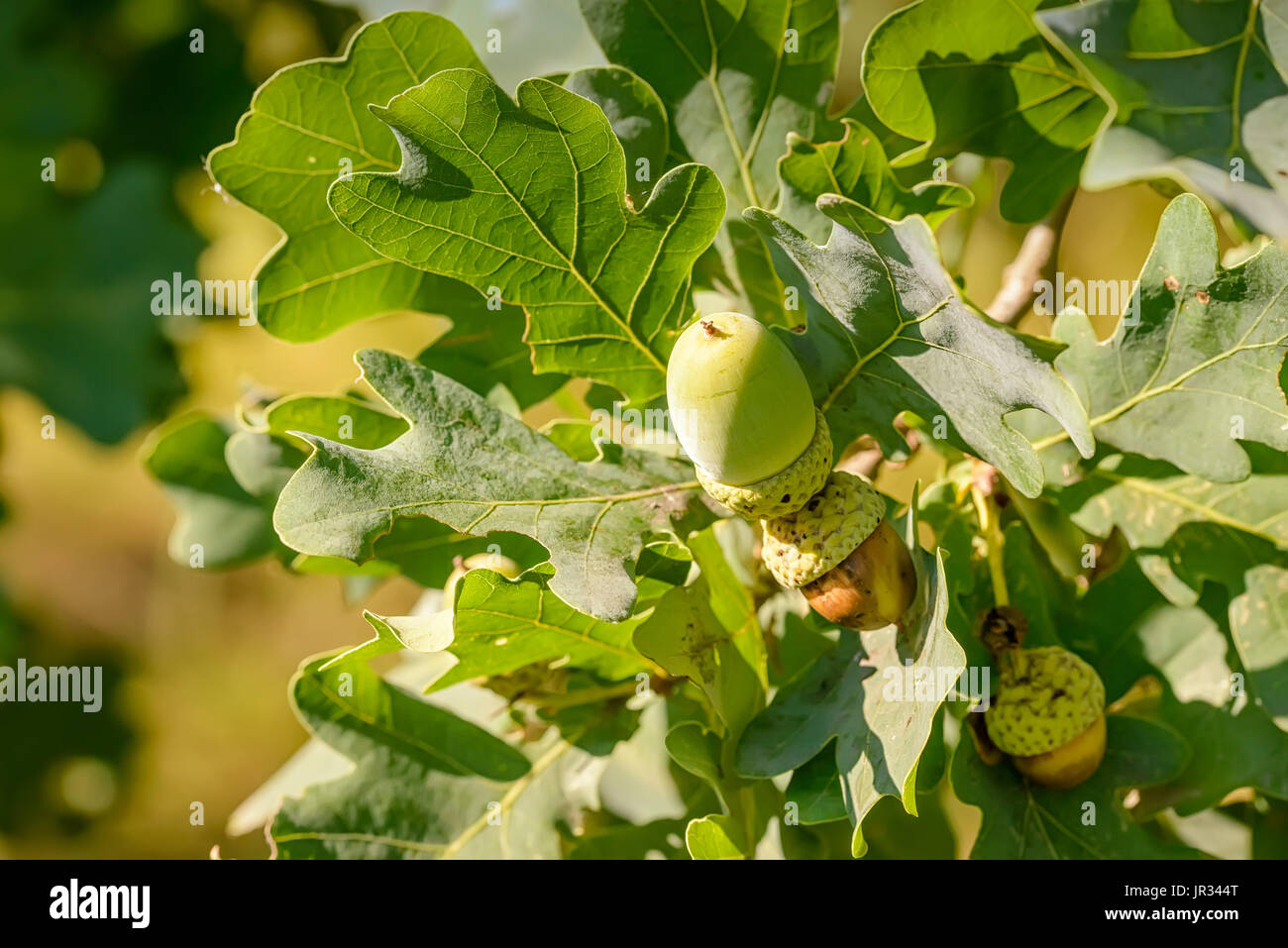 Acorn tree hi-res stock photography and images - Alamy
