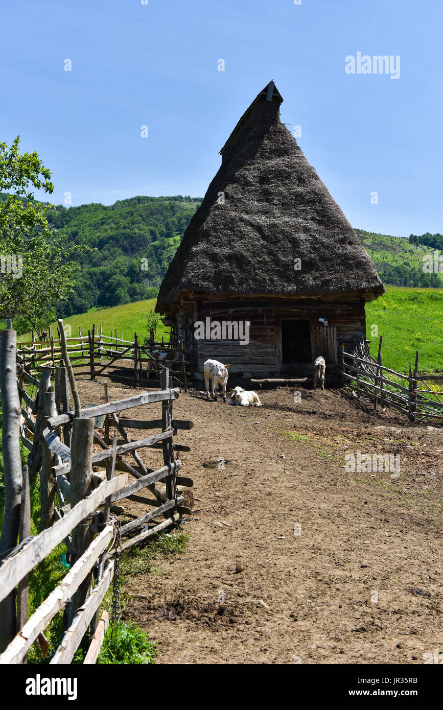Grazing cow in a farmland near a wooden barn. Transylvania, Romania ...