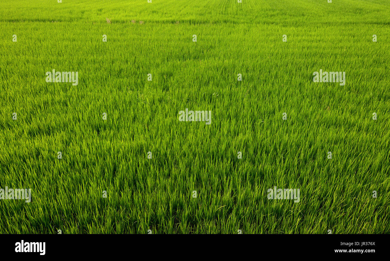 Agriculture background hi-res stock photography and images - Alamy