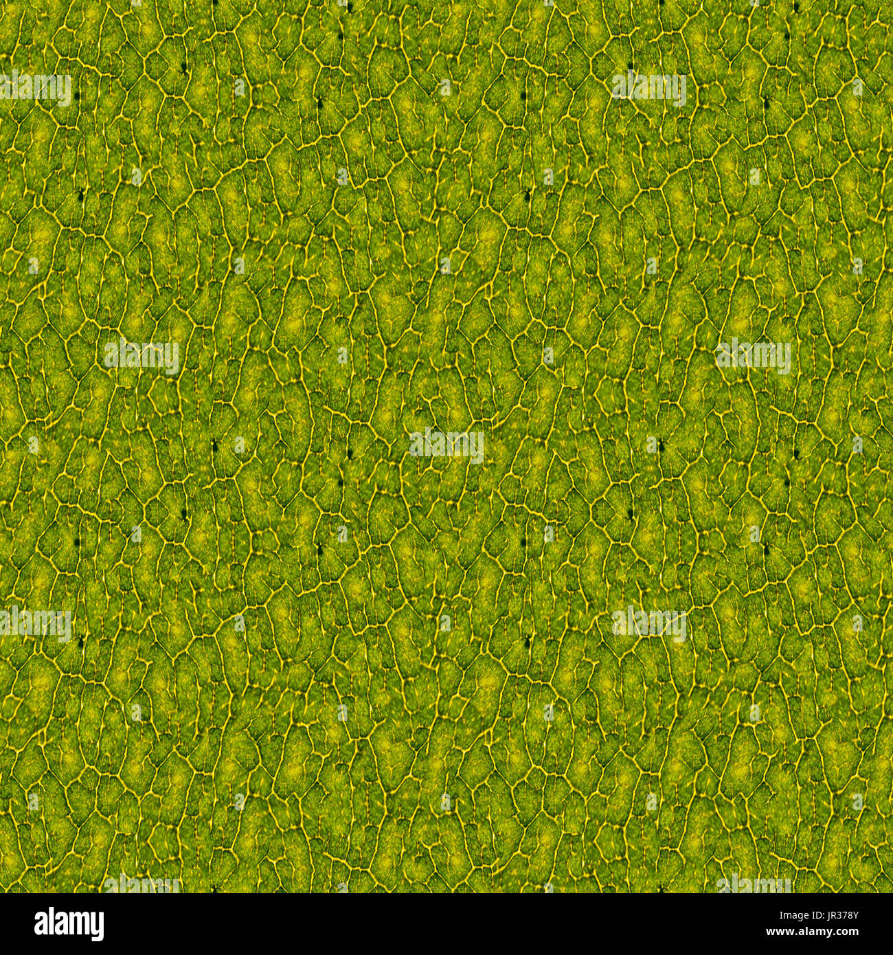 seamless pattern of green leaf with veins Stock Photo - Alamy