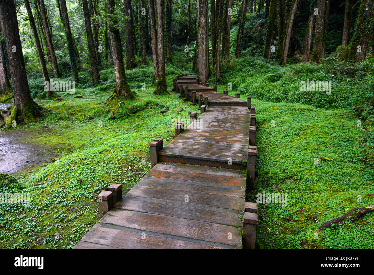 Alishan national scenic area hi-res stock photography and images - Alamy