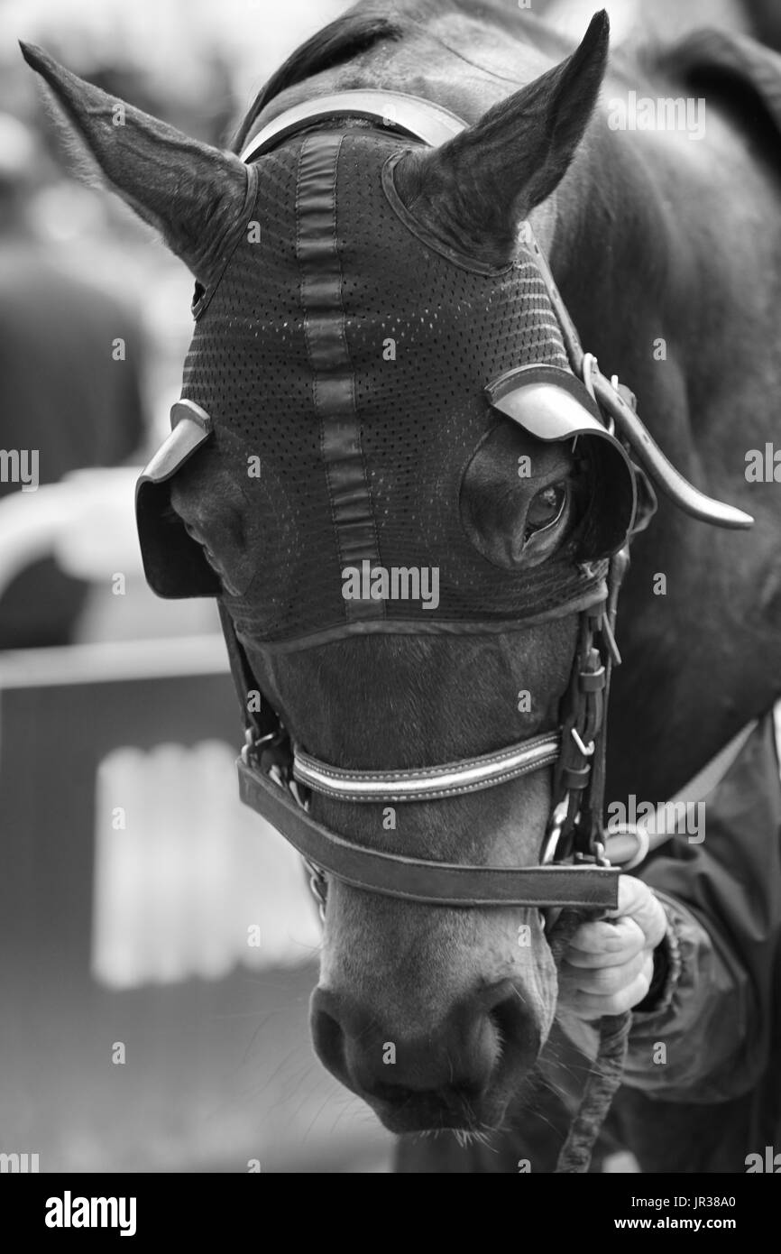 Race horse head with blinkers ready to run. Paddock area. Vertical ...