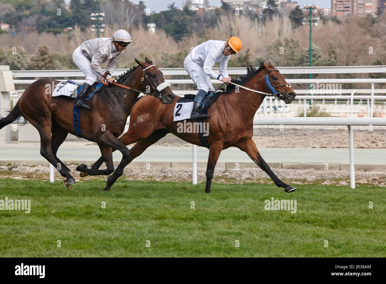 Horse race training. Competition sport. Hippodrome. Winner. Speed ...