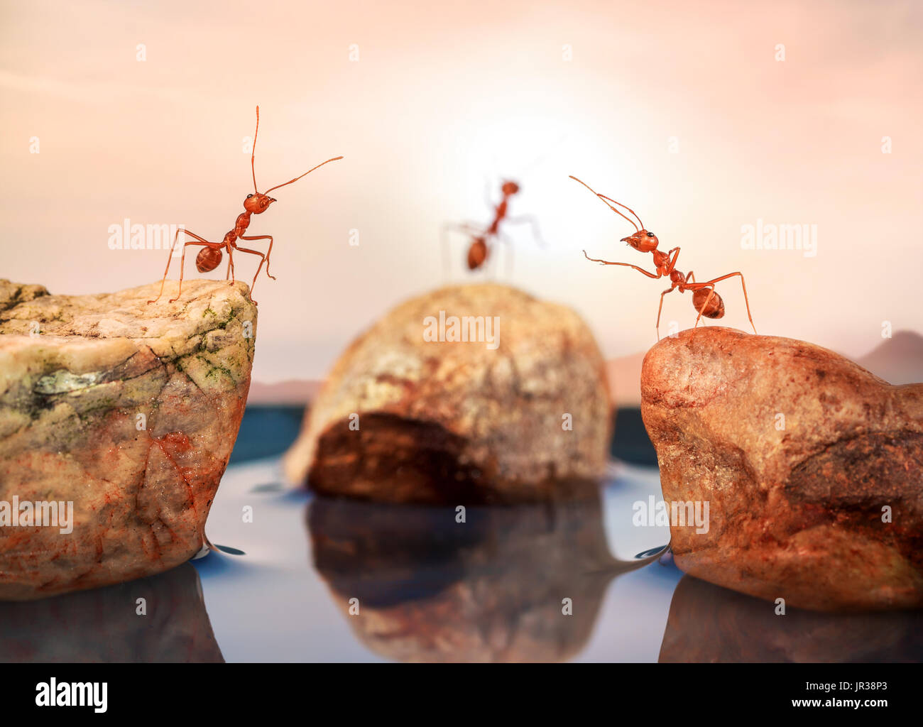 Teamwork concept animals hi-res stock photography and images - Alamy