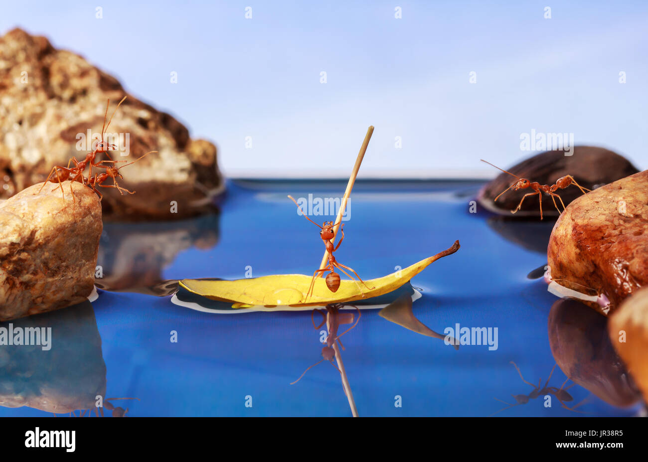 ant paddle a boat crossing water, teamwork concept Stock Photo - Alamy