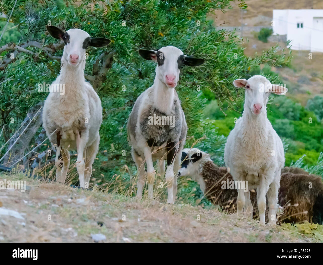 Three goats together hi-res stock photography and images - Alamy