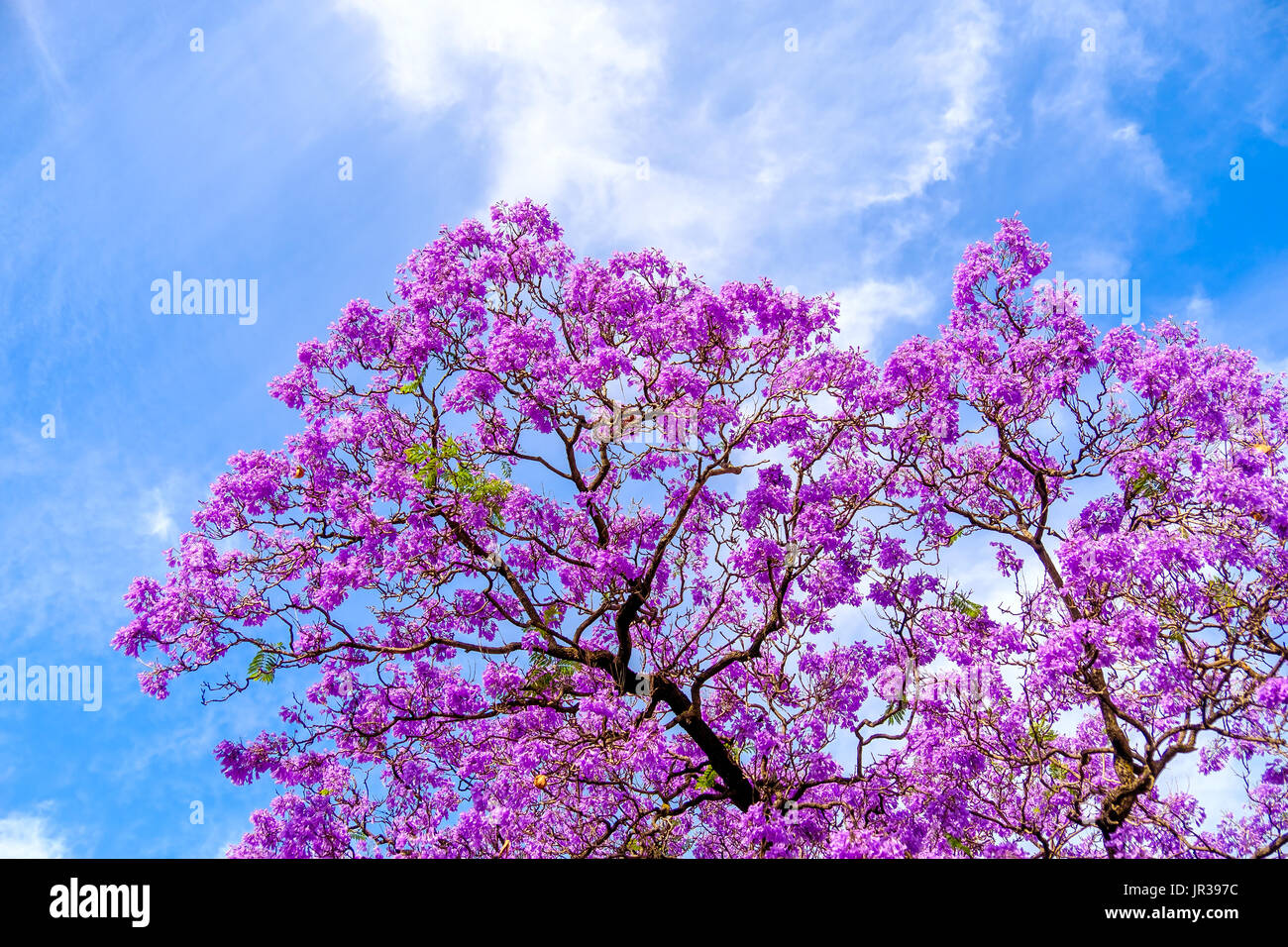 Jacaranda tree australia hi-res stock photography and images - Alamy