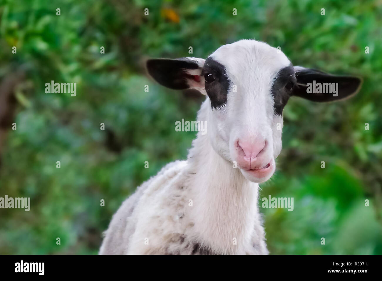 Sheep portrait close up Stock Photo - Alamy