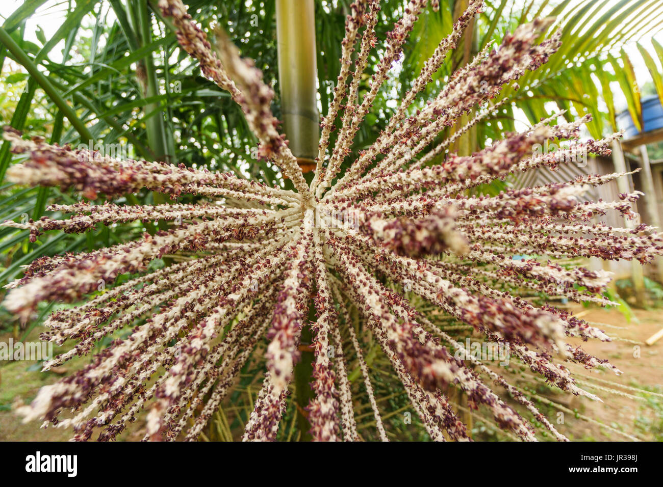Euterpe High Resolution Stock Photography and Images - Alamy