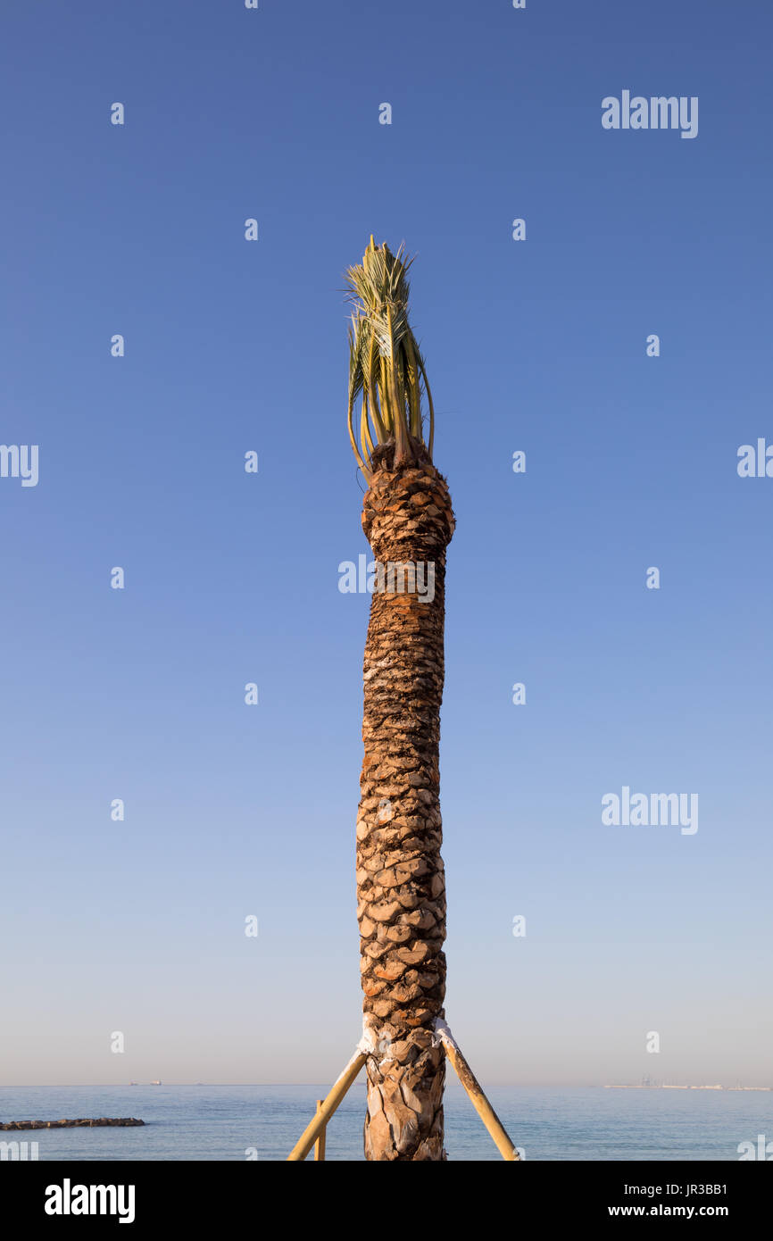 detail of palm tree freshly planted held with wooden sticks in Els ...