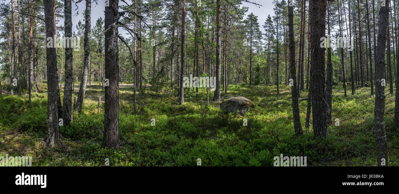 Scandinavian forestry hi-res stock photography and images - Alamy