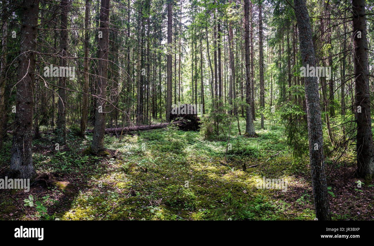 Scandinavian forestry hi-res stock photography and images - Alamy
