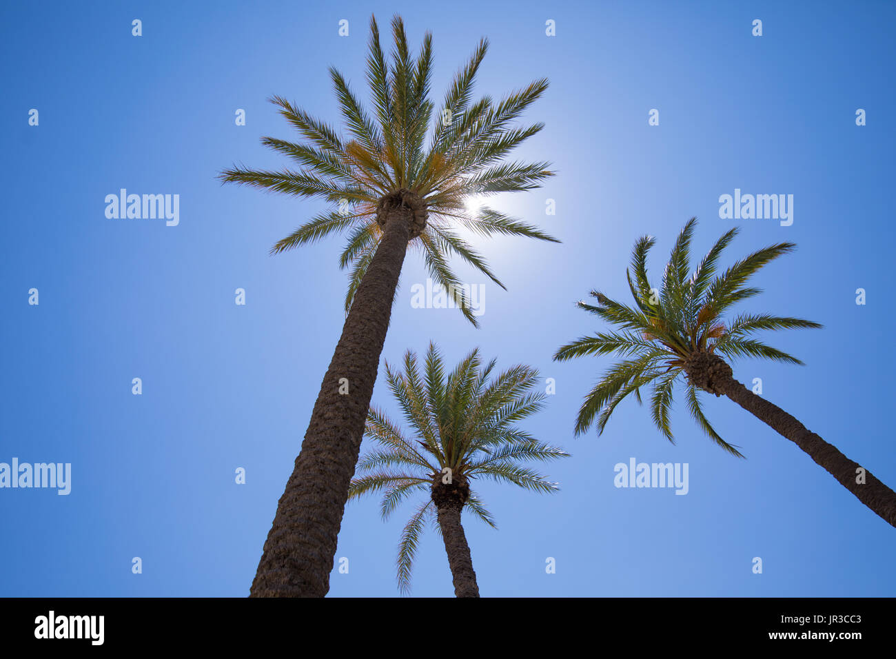 three palm trees from below against sun in blue clear sky Stock Photo ...