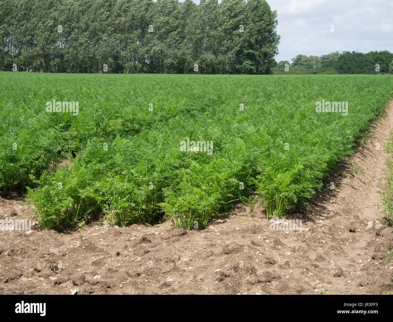 Scale production hi-res stock photography and images - Alamy