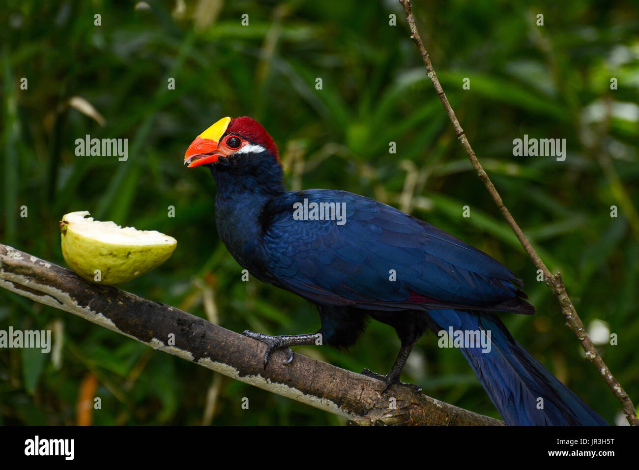 Violet turaco eating a juicy guava fruit, scientific name Musophaga ...