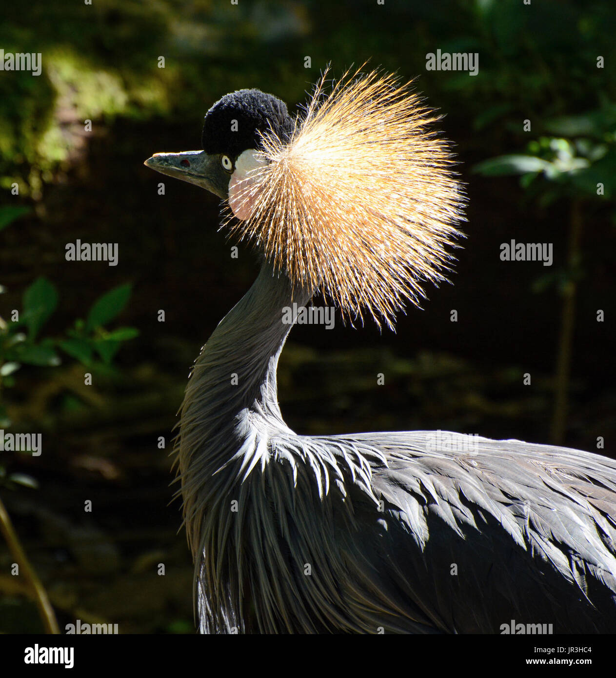 Grey crowned crane with exotic head plumage, known scientifically as ...