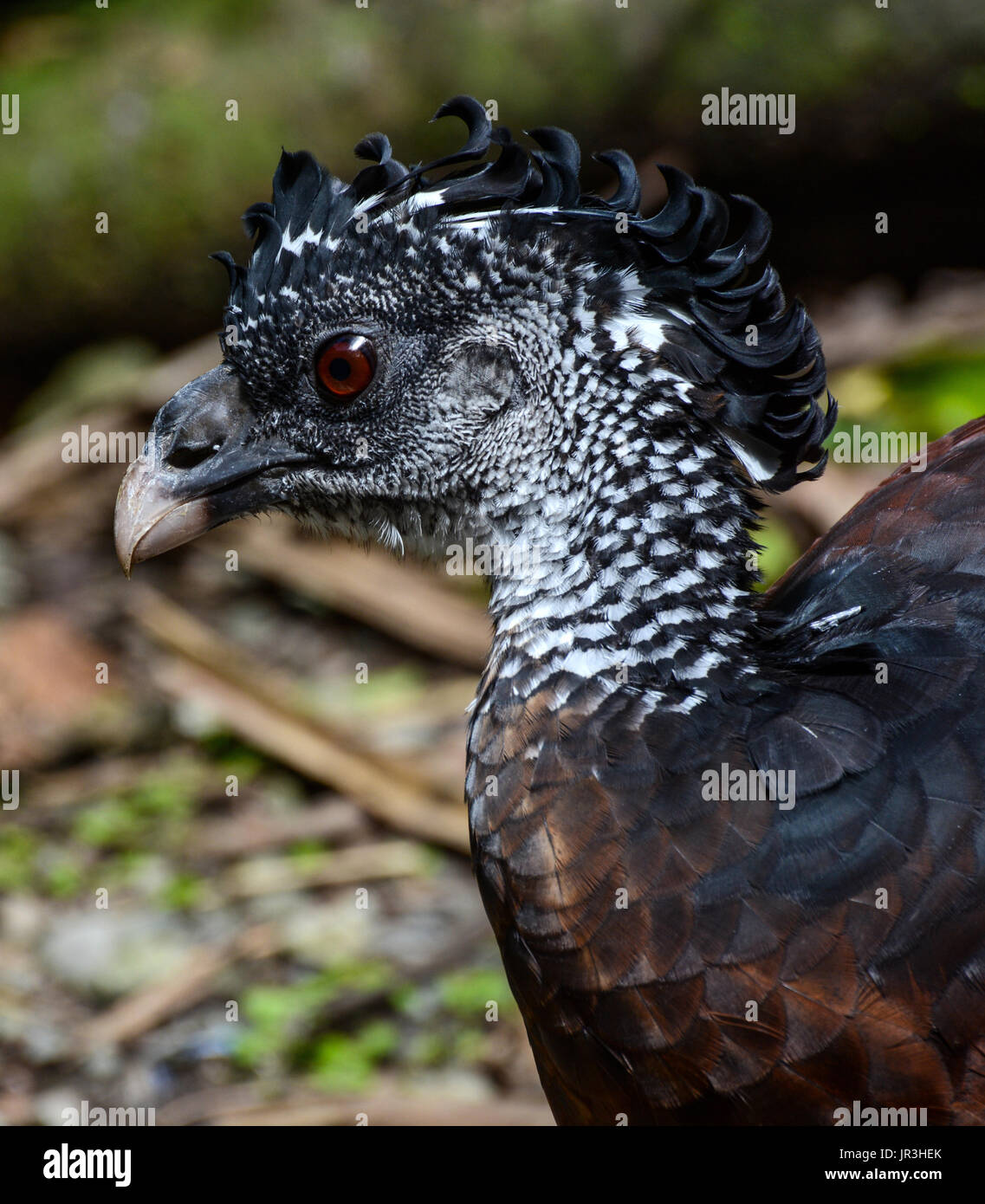 Animal portrait of a great curassow crax rubra hi-res stock photography ...