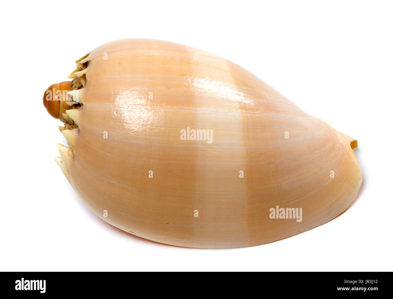 Shell of Cymbiola. Isolated on white background Stock Photo - Alamy