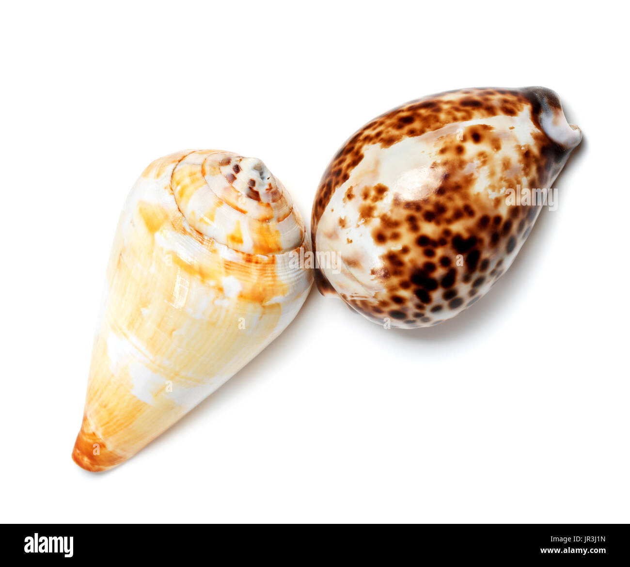 Two exotic seashells isolated on white background Stock Photo - Alamy