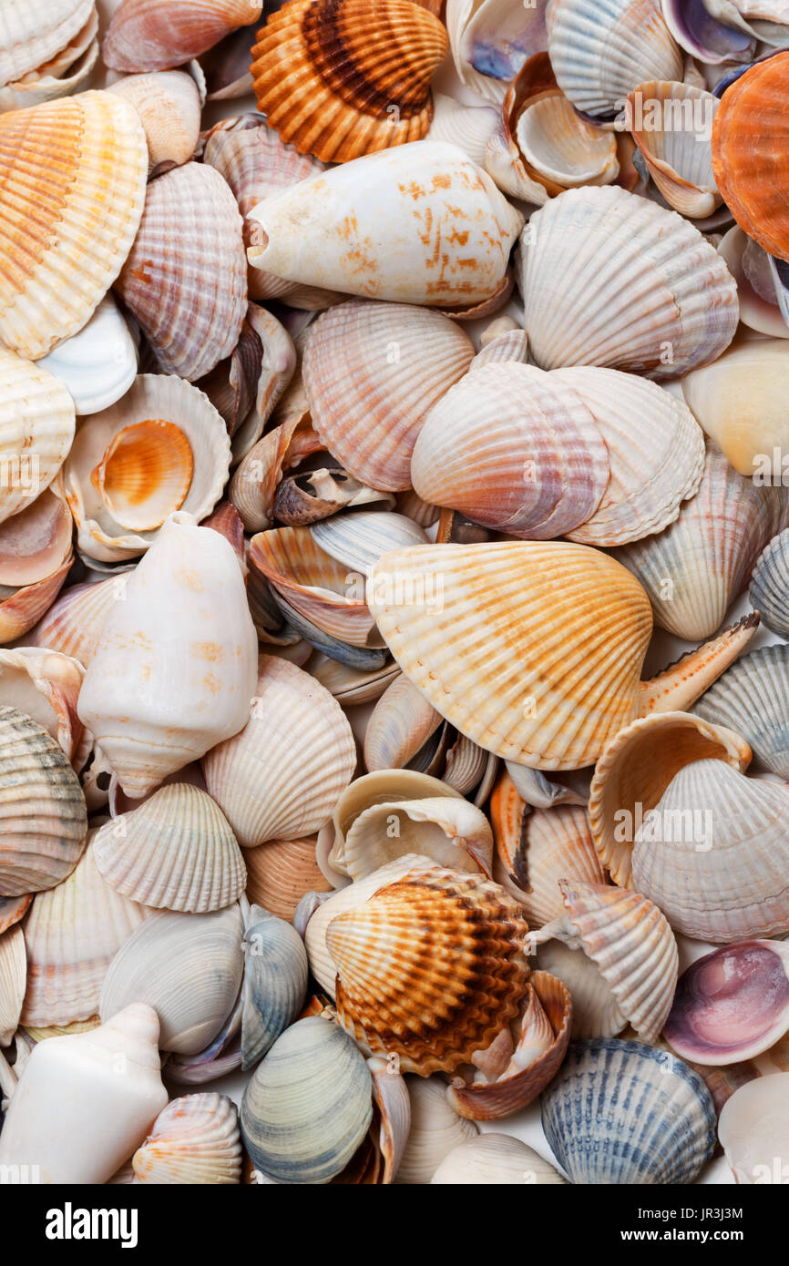 Variety of seashells. Natural background Stock Photo - Alamy