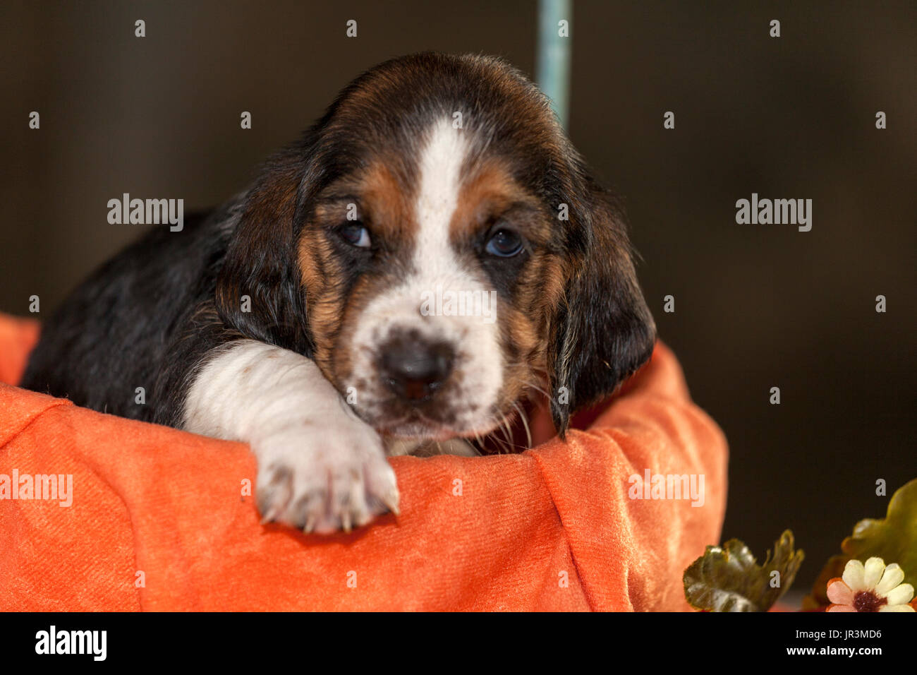Pretty and gently Basset hound puppy, which is an old three week. A ...