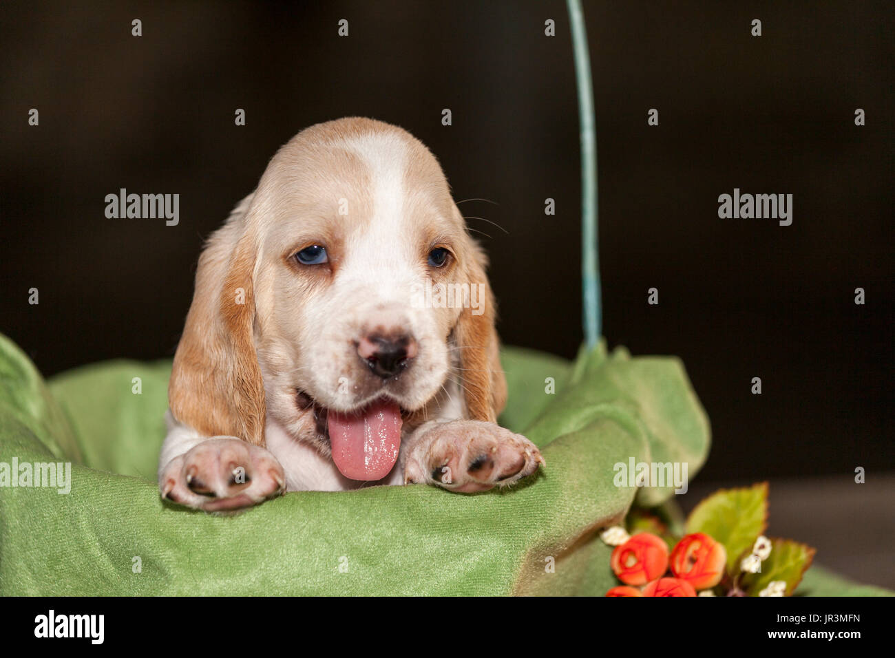 Pretty and gently Basset hound puppy, which is an old three week. A ...