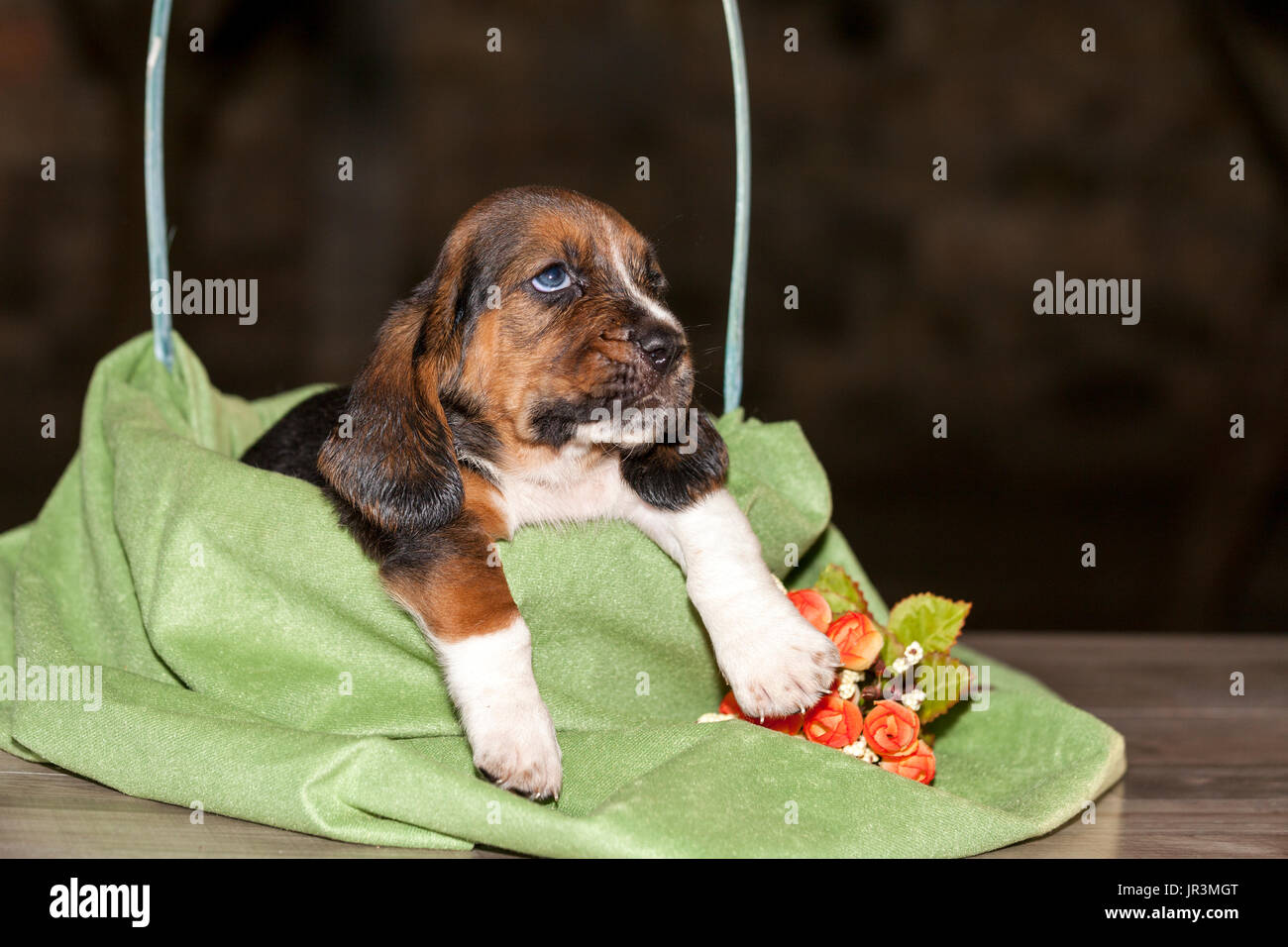 Pretty and gently Basset hound puppy, which is an old three week. A ...